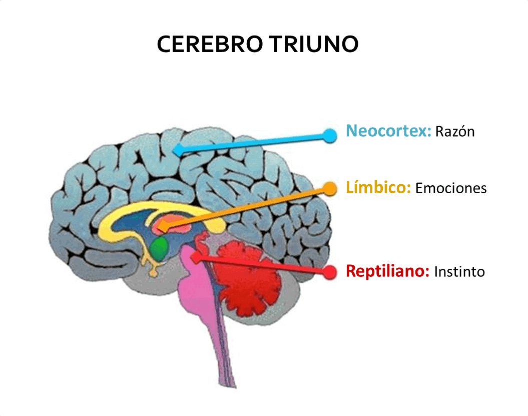 Cerebro Triuno